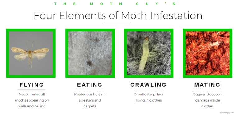 Signs of Infestation – The Moth Guy